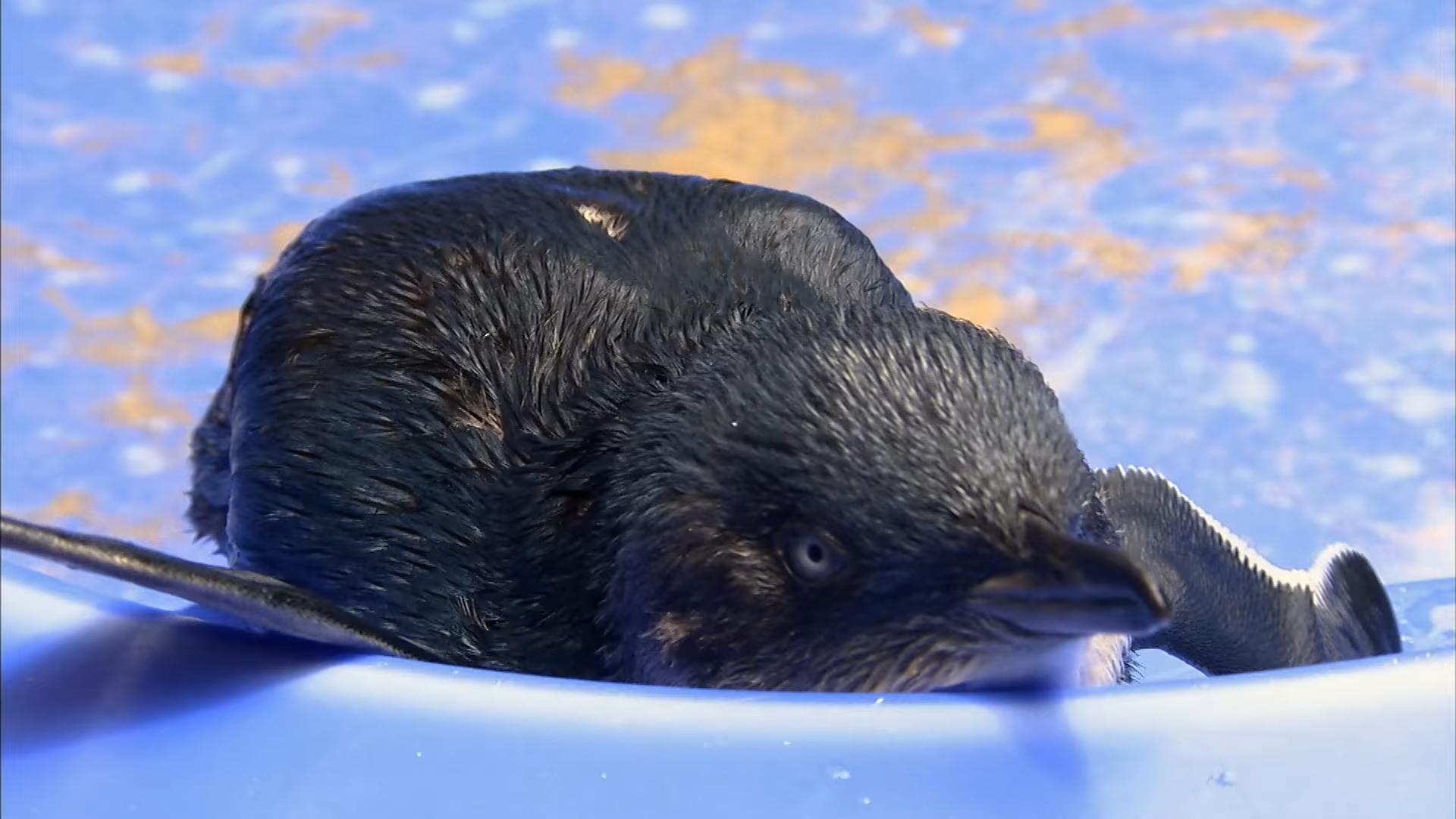 Helpless penguin was left to die on the beach - until strangers refused ...