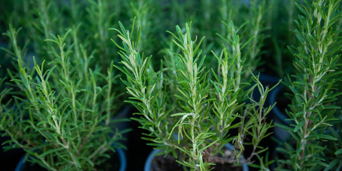 Experts reveal the best way to grow rosemary so it thrives all season long