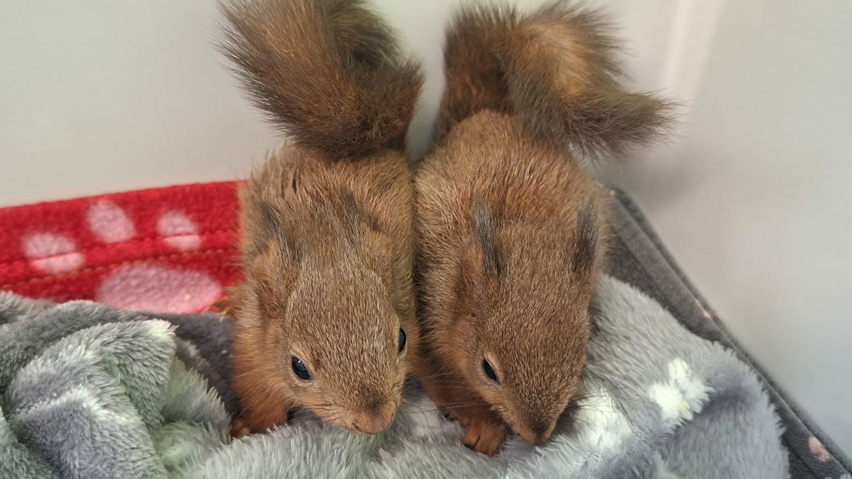 Red squirrel kits recovering after being found alone in ditch