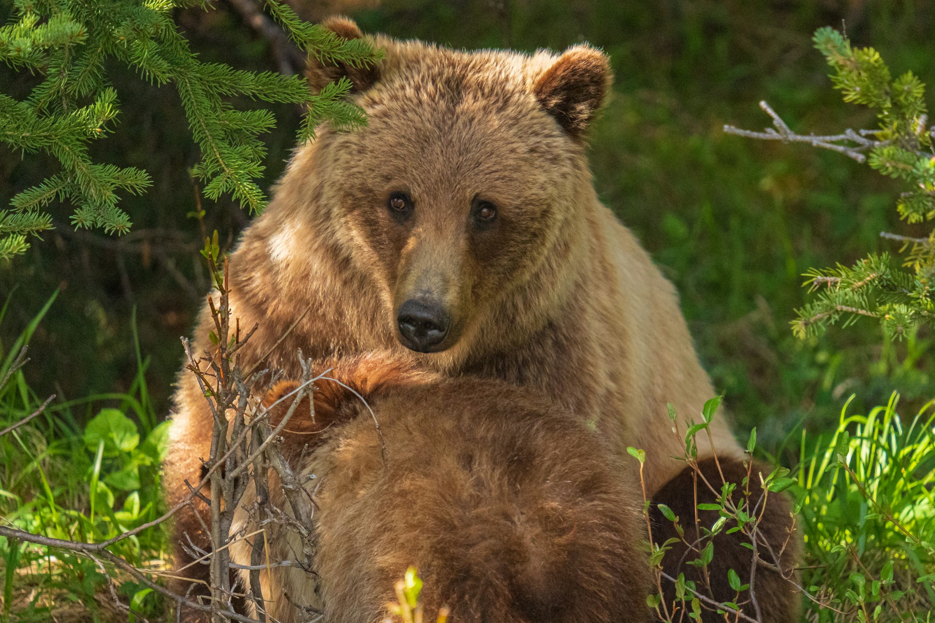 Survivre à une rencontre avec un ours : ce qu’il faut savoir