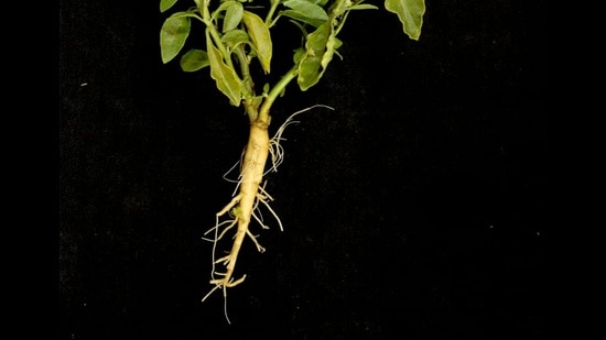 Ashwagandha: CIMAP study finds 80% of healing compounds in 25% of root