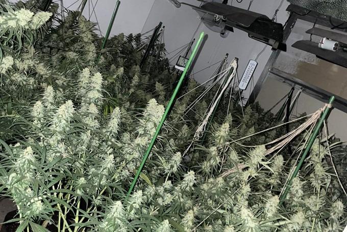 Bedford landlord who searched 'how do police find out if you grow ...