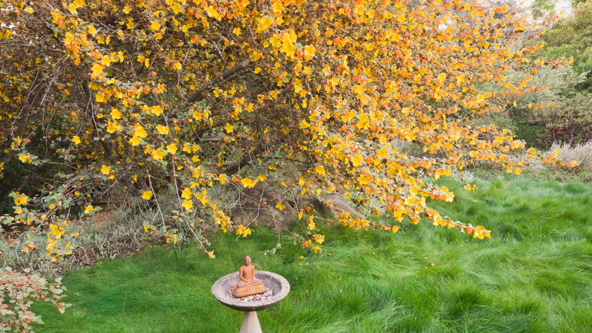 5 types of drought-tolerant grass seed for a lush lawn—even in hot climates