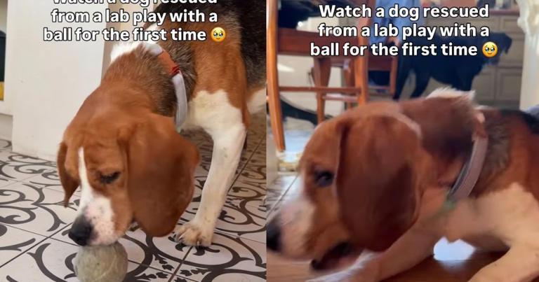 Rescue dog freed from cage learns joy of playing with a ball for first time