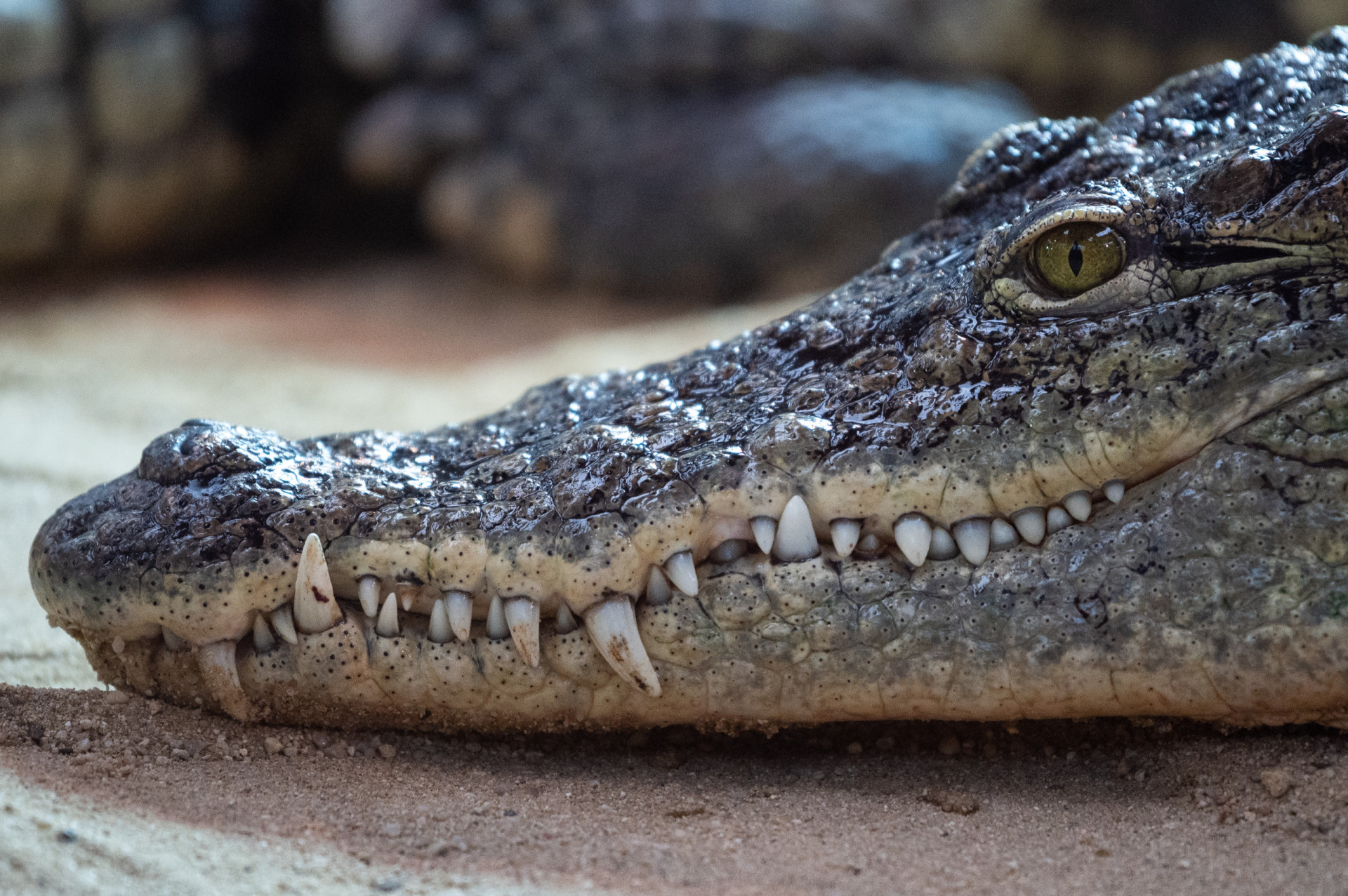 The most aggressive animals in the world