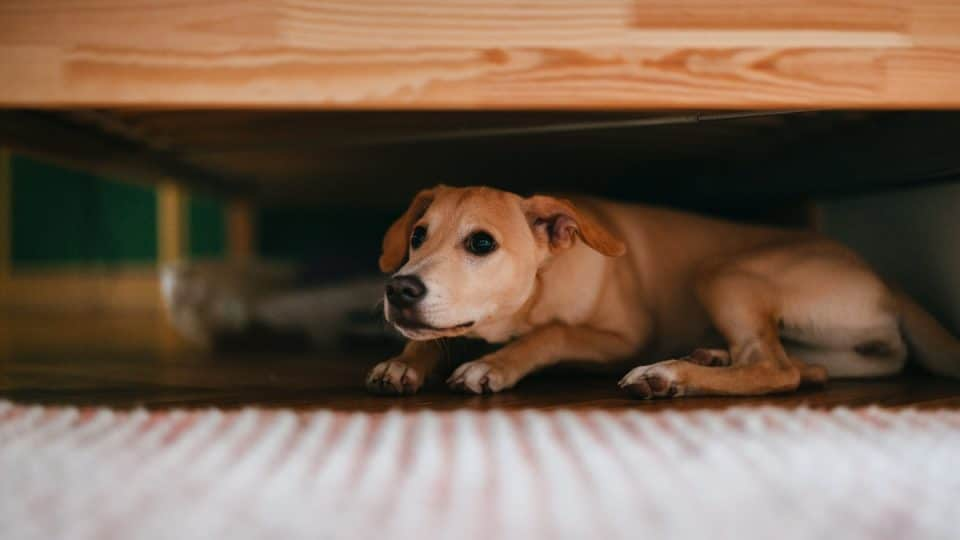 Woman wonders why shelter dog is so 'terrified', then she checks notes