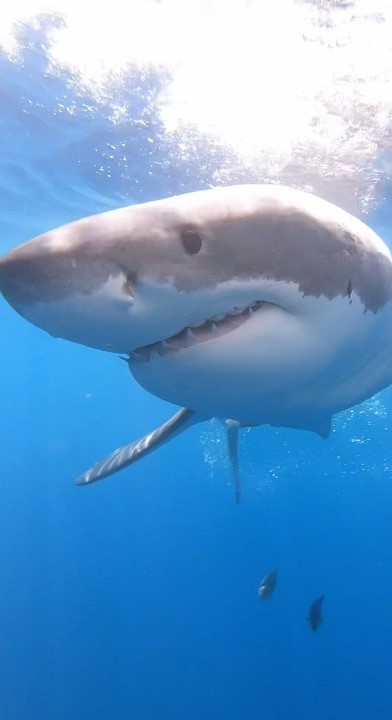 Great white shark! High five!