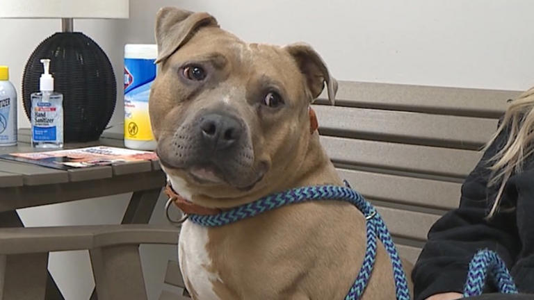 Animal charity hosting special adoption event for ‘single pets’