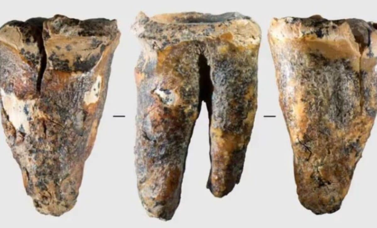 Scientists uncover 59,000-year-old Neanderthal tooth in Siberian cave ...