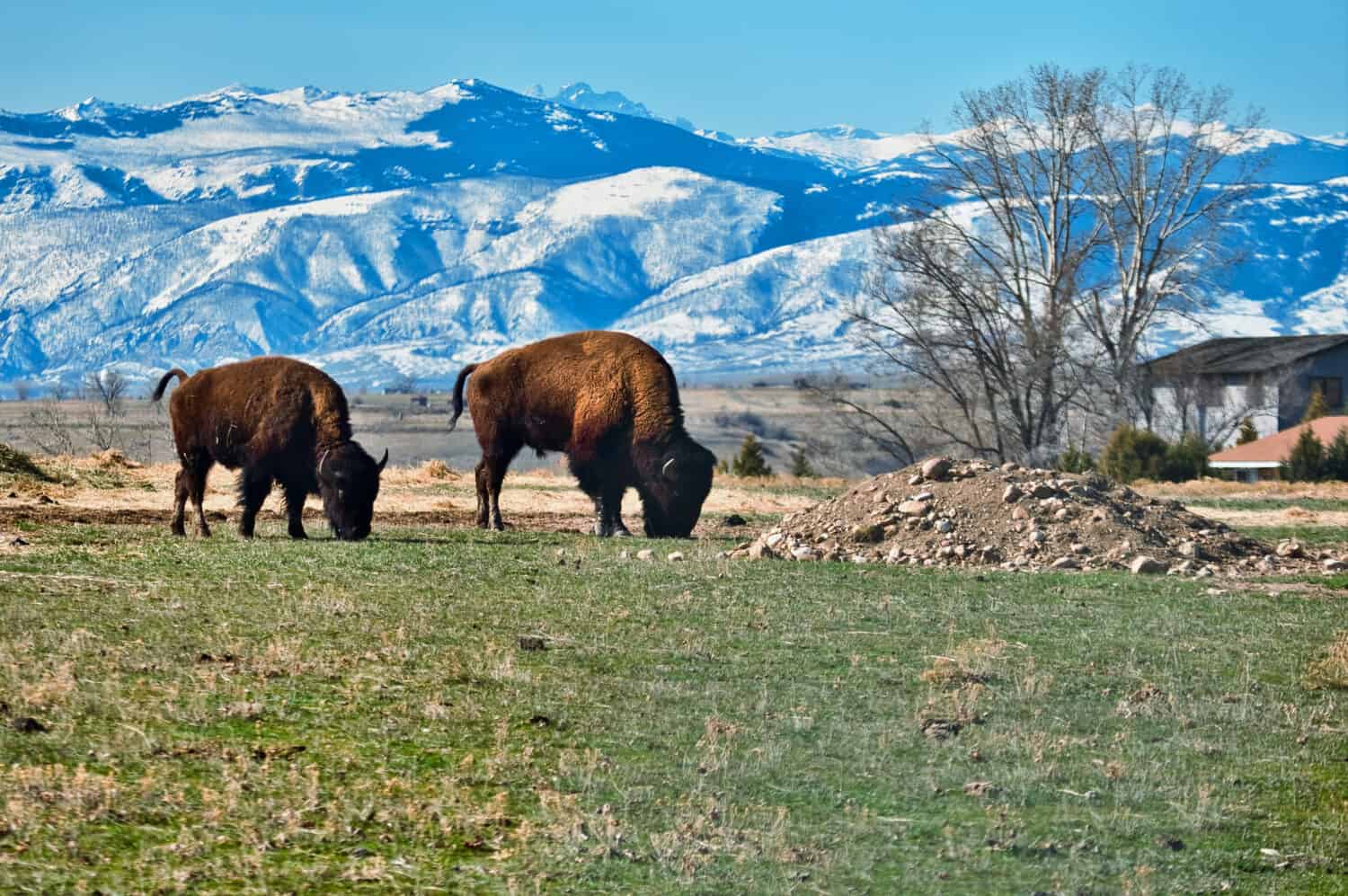 Montana’s largest bison ever recorded was a true giant of the American West