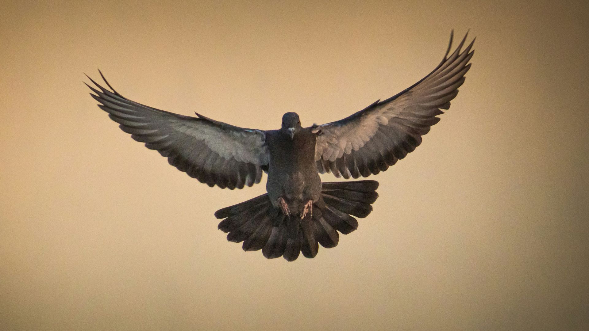 20 facts about carrier pigeons