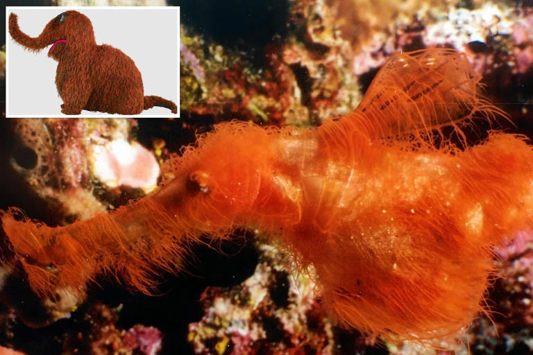 Bizarre, new fish species discovered — adorably dubbed 'Snuffleupagus ...