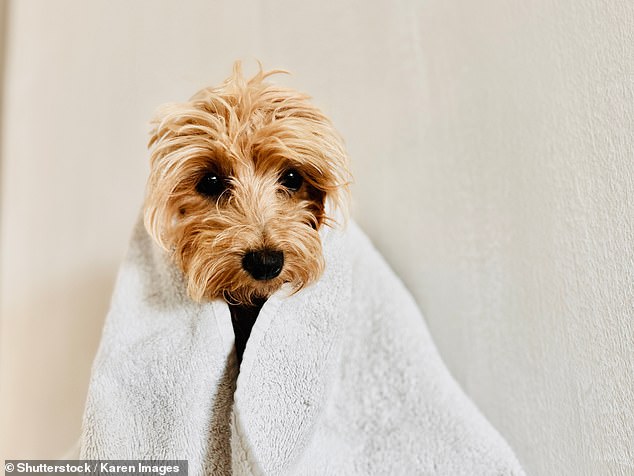 Man's stressed friend! More than 84% of dogs now suffer from anxiety ...