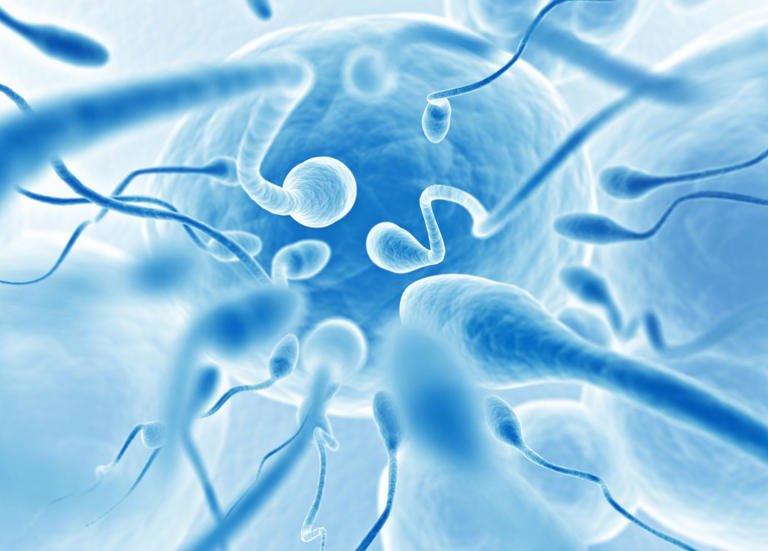 Contagious hantavirus strain may stay in human sperm for six years ...