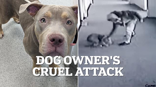 Cruel thug caught punching and kicking his terrified XL Bully