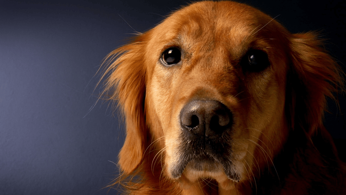 Happy dogs: why socialization is more important than many owners believe