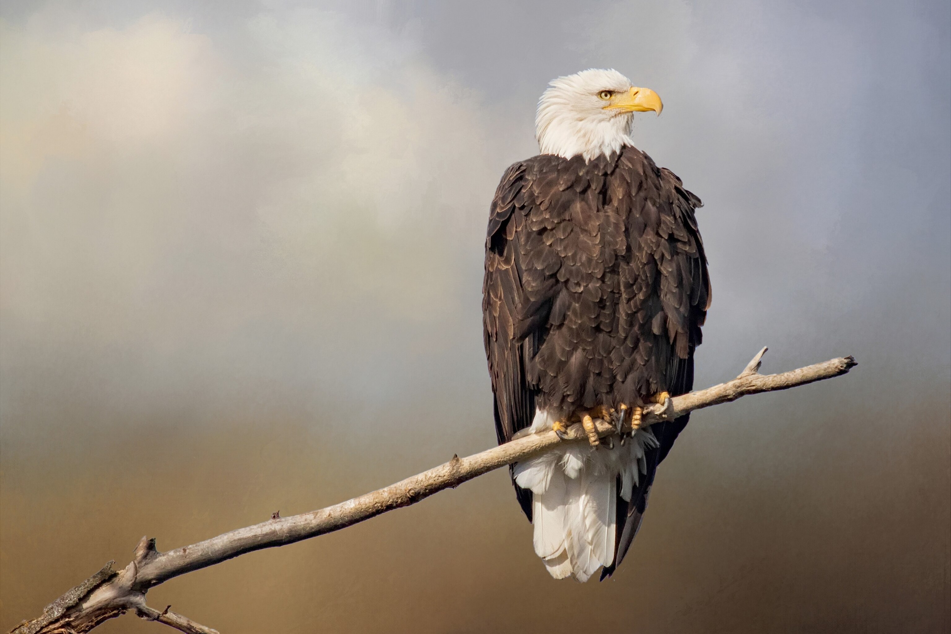 Man admits to shooting bald eagle, could face prison time