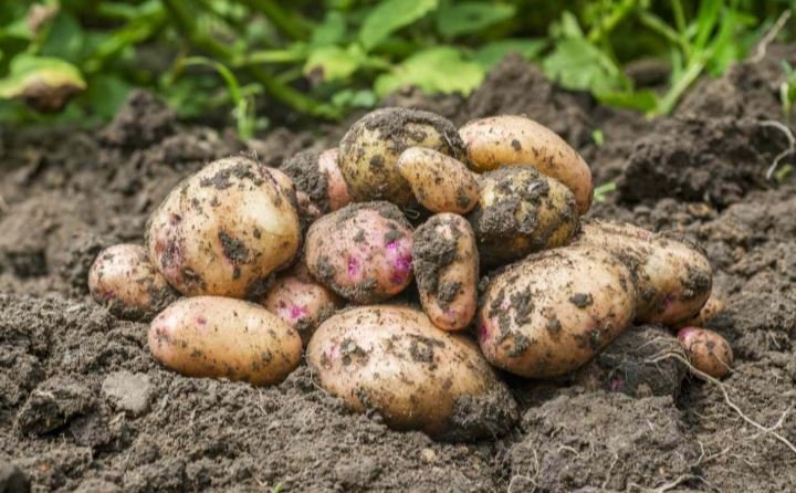 Growing potatoes? Here’s how long they actually take to grow so you can ...