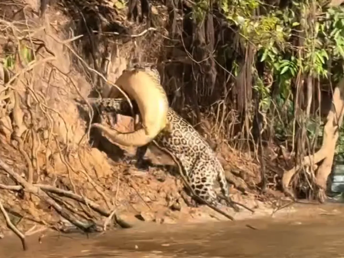 Cena impressionante mostra onça retirando jacaré da água