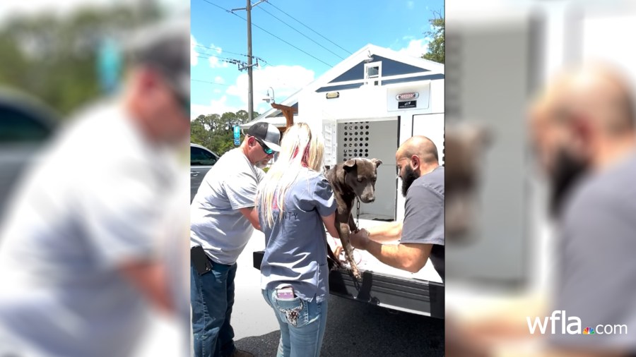 Florida man arrested after 5 dogs found in 'deplorable' conditions ...