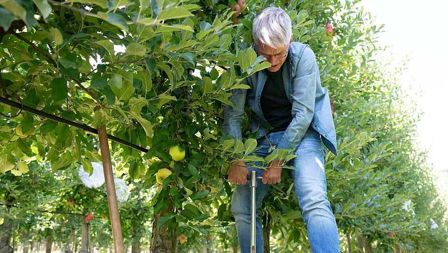 Experts outline seasonal tips for planting and caring for fruit trees