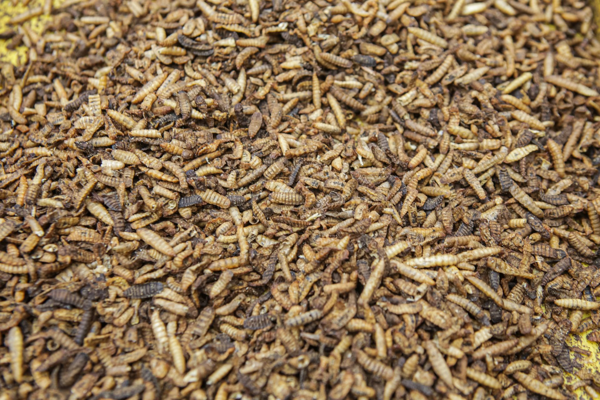 Worms are emerging as the food of the future