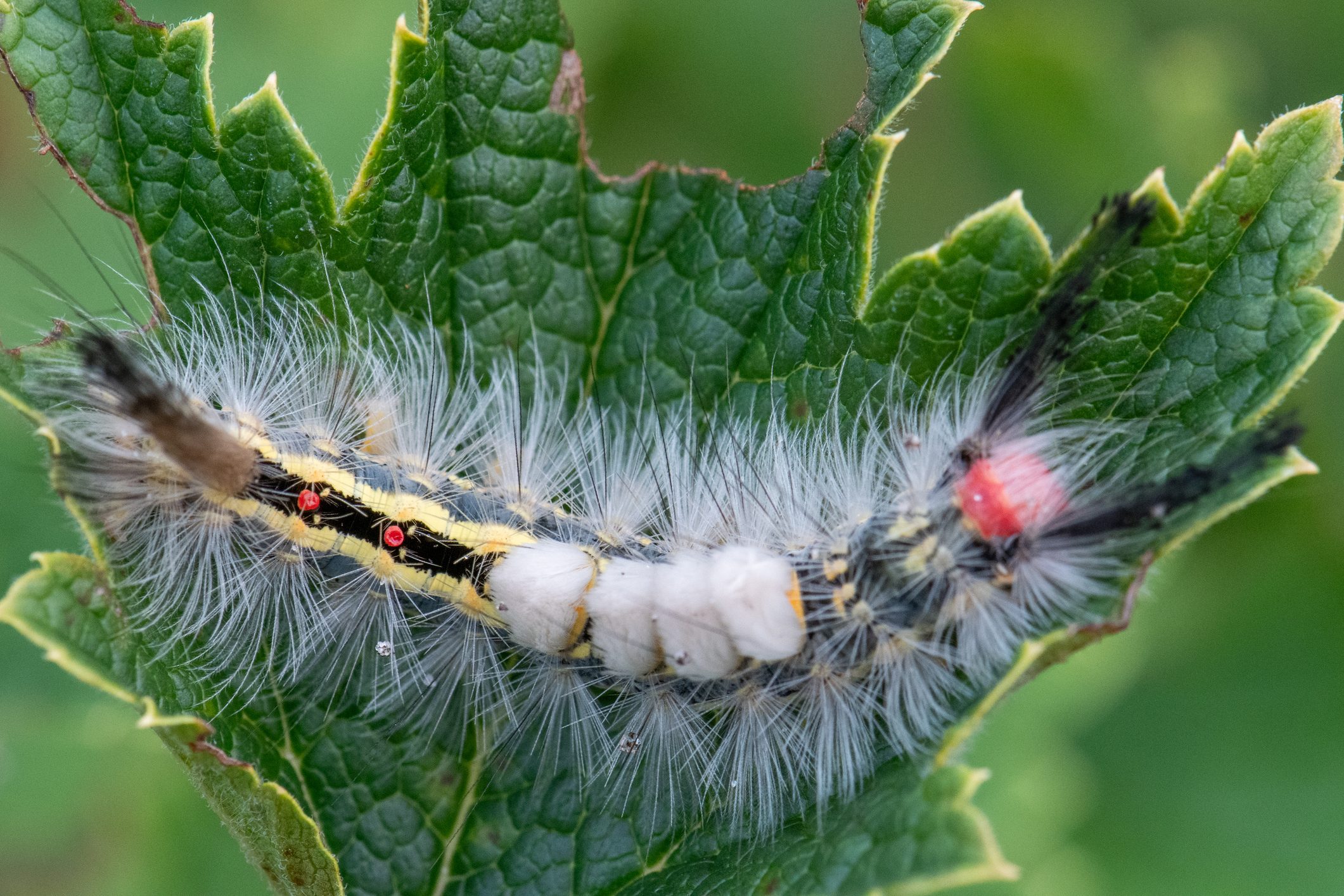 6 poisonous caterpillars you should never touch
