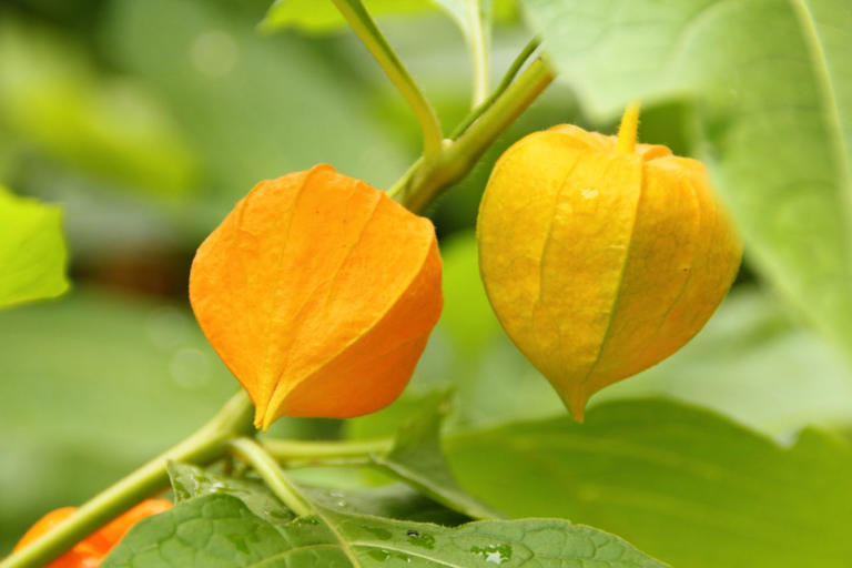 Plant these 6 fast-growing fruits in containers now for a bountiful ...