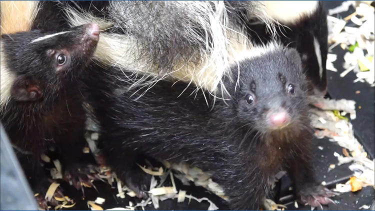 Solana Beach wildlife hospital cares for 40 animals six months after ...