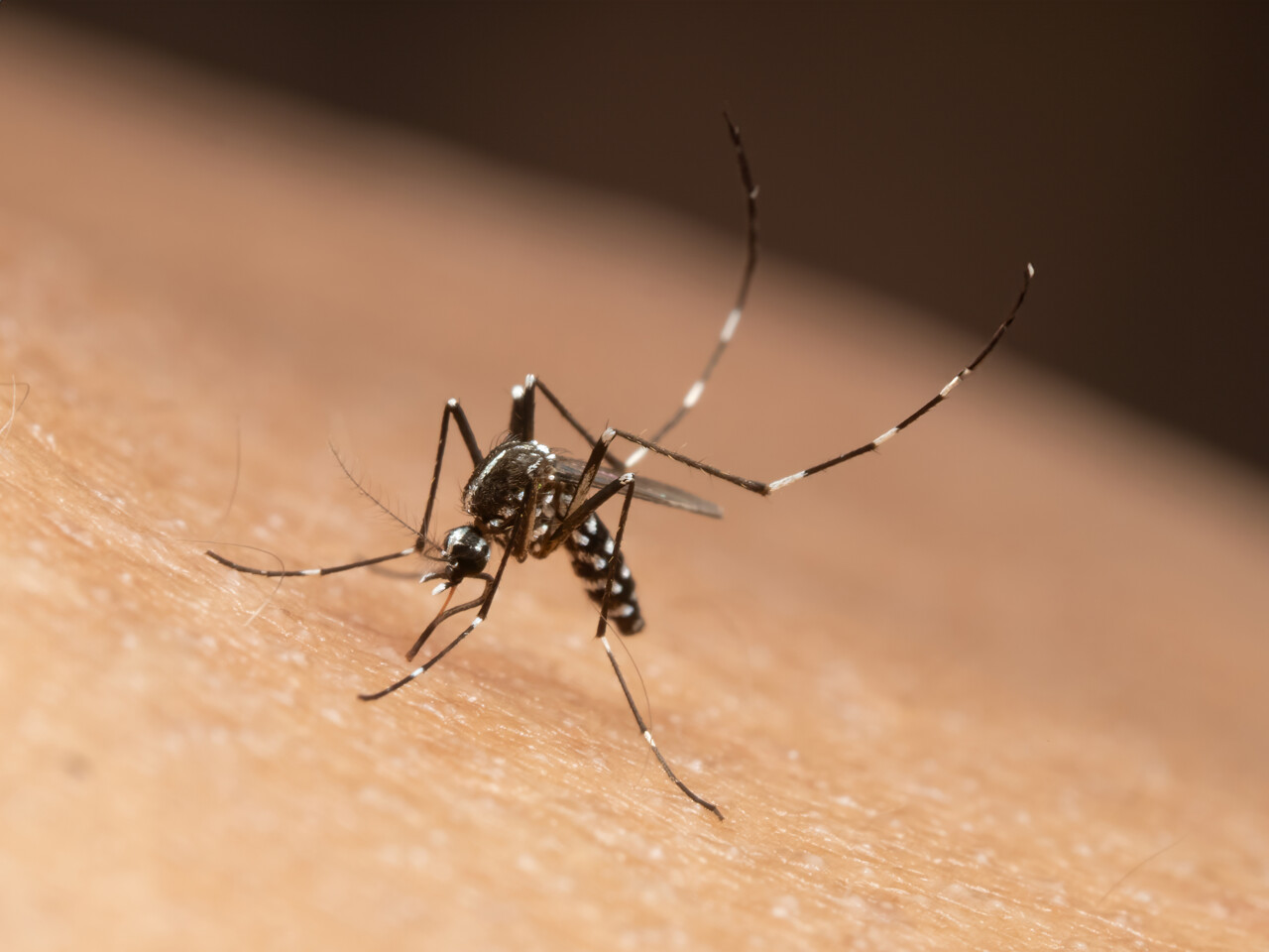 Moustique tigre : dengue, chikungunya, Zika... pourquoi 2026 s'annonce ...