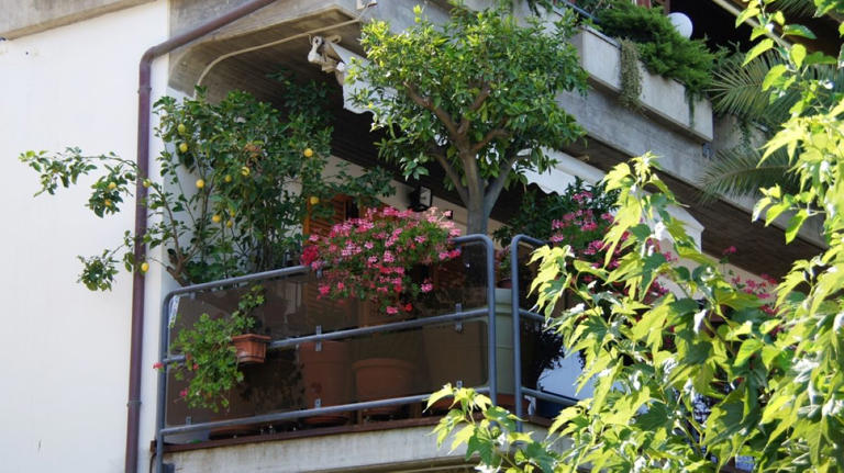 Non basta il sole: c’è un errore che rovina tantissime piante sul balcone