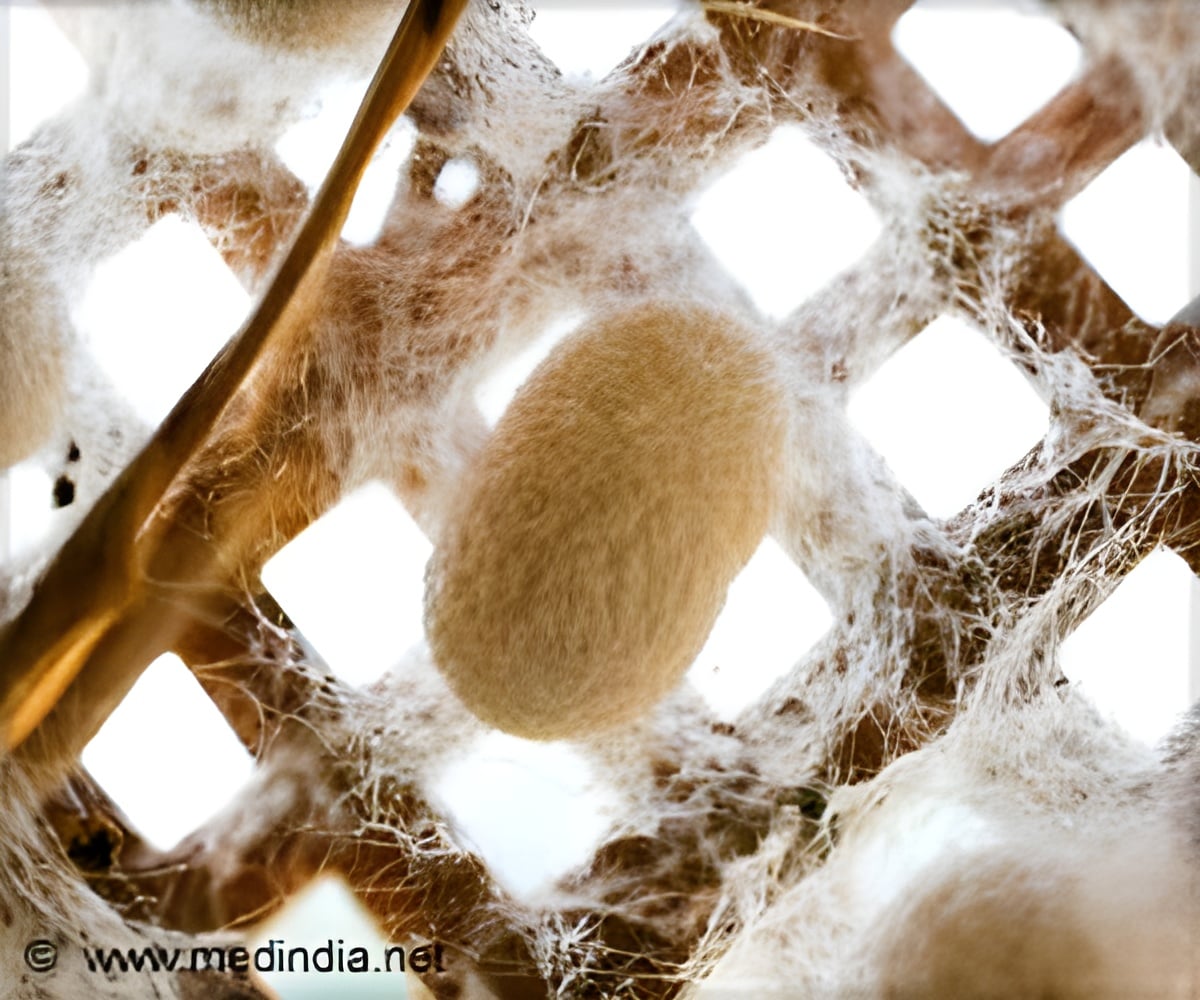 Scientists turn silk into biodegradable plastic that could power future ...