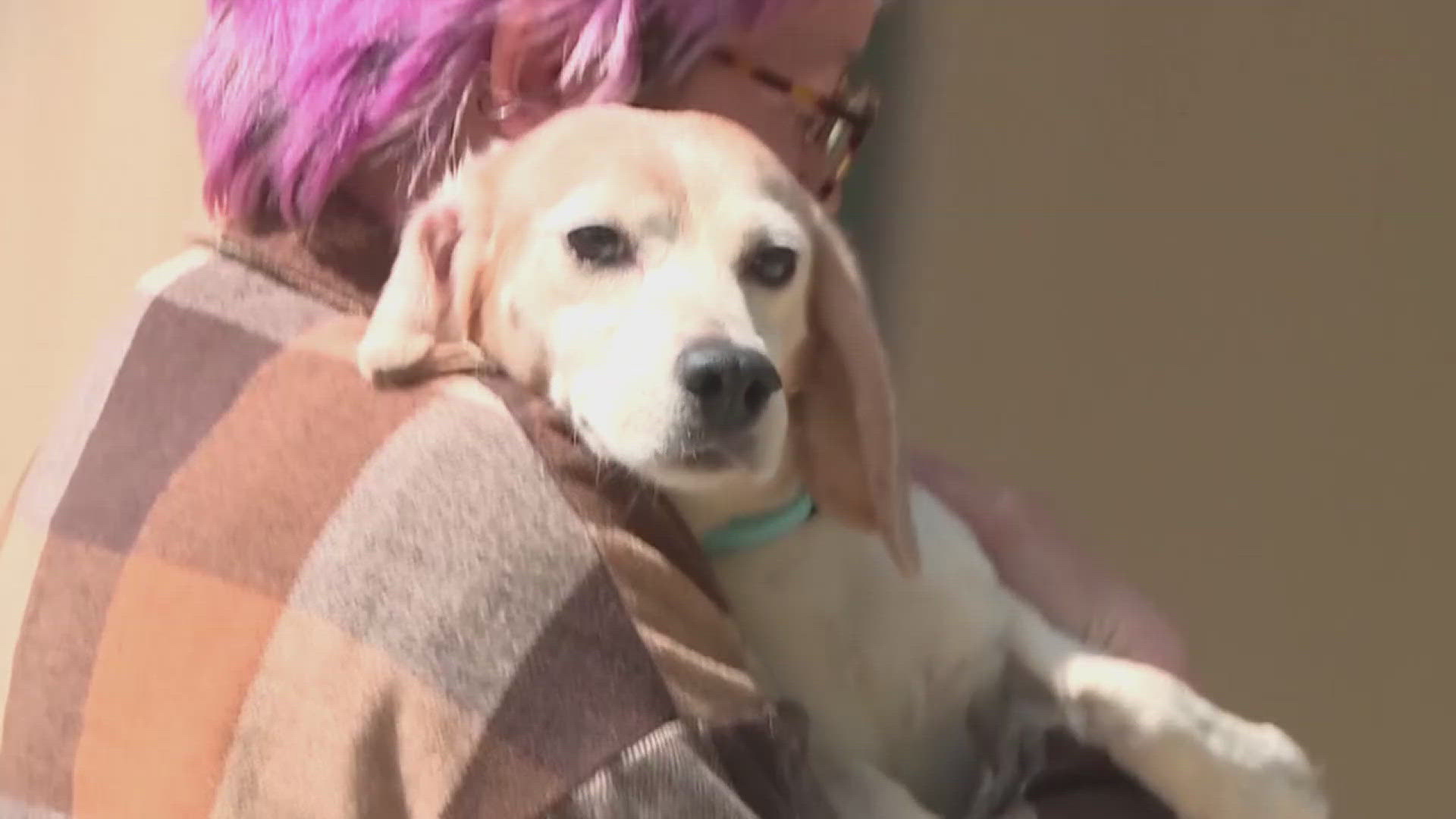 Final 100 beagles transferred from Riglan Farms to Dane County Humane ...