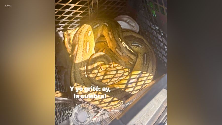 Man abandons exotic snakes on Hollywood Walk of Fame while fleeing LAPD