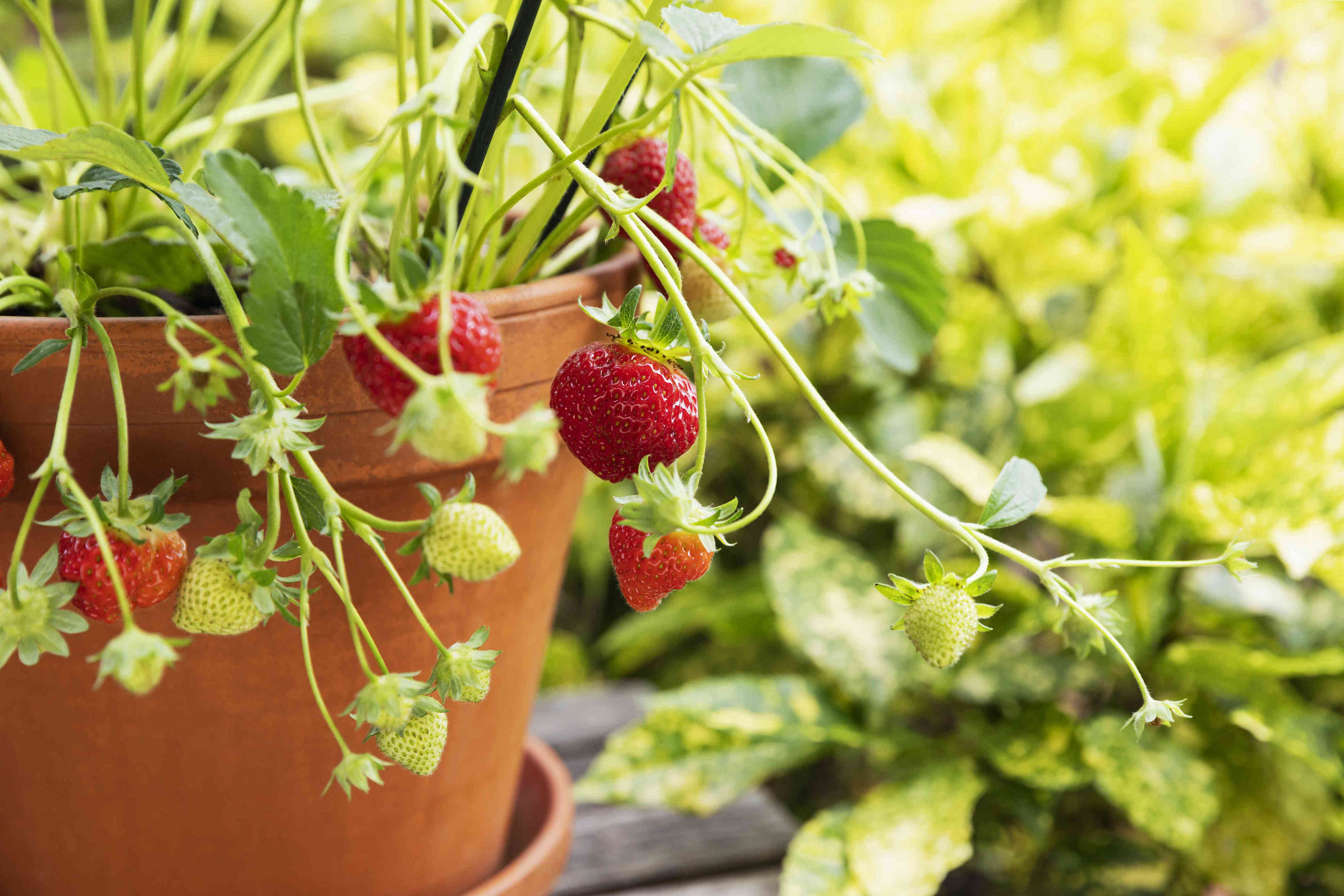 Plant these 6 fast-growing fruits in containers now for a bountiful ...
