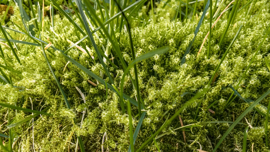 Why moss lawns might be your next green upgrade