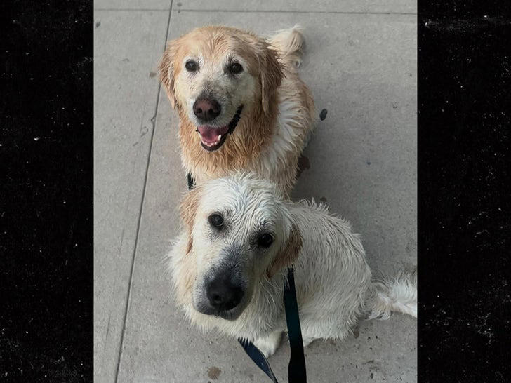 Shannon Beador announces death of dog, Archie, in heartfelt tribute