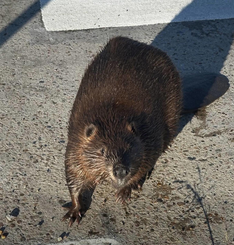 Police plead with stubborn beaver refusing to leave the road