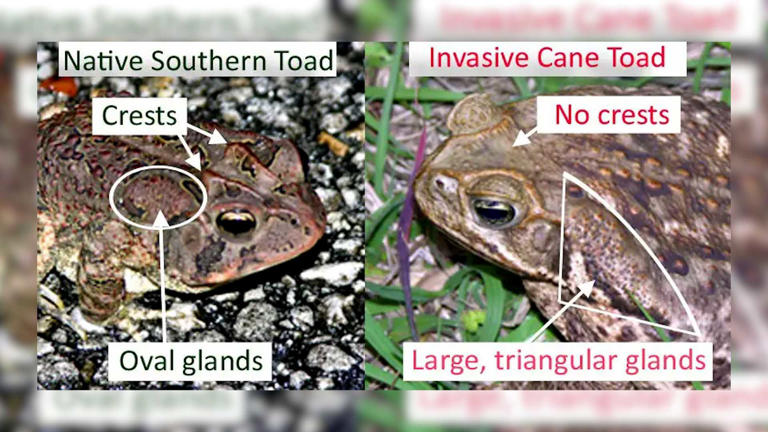 Fourth-grader hunts toxic cane toads to protect pets and Florida wildlife