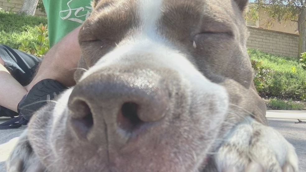 'Soggy paws': Pet walk forecast for Friday, May 15