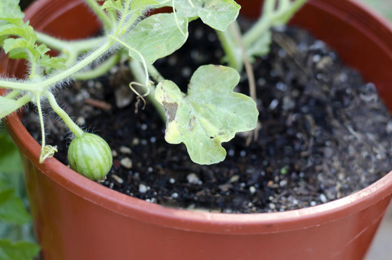 Plant these 6 fast-growing fruits in containers now for a bountiful ...