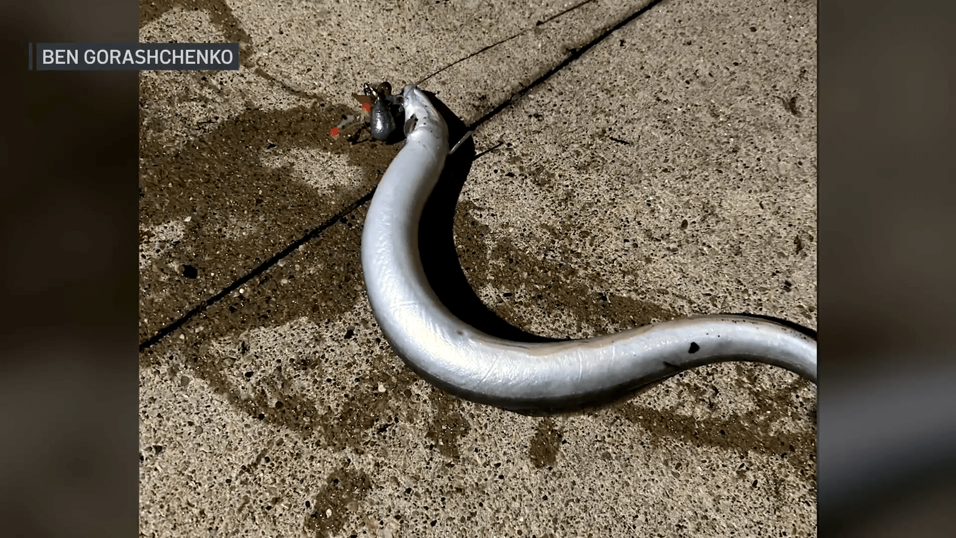 How did an eel end up in the Chicago River? Biologist explains what ...
