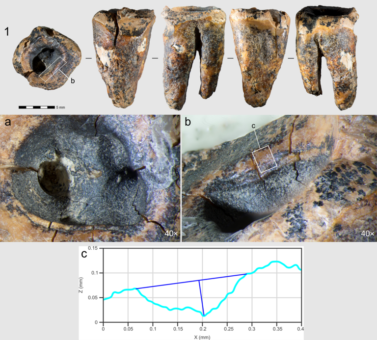Scientists uncover 59,000-year-old Neanderthal tooth in Siberian cave ...