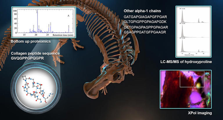 Scientists found a 66-million-year-old dinosaur bone with collagen ...