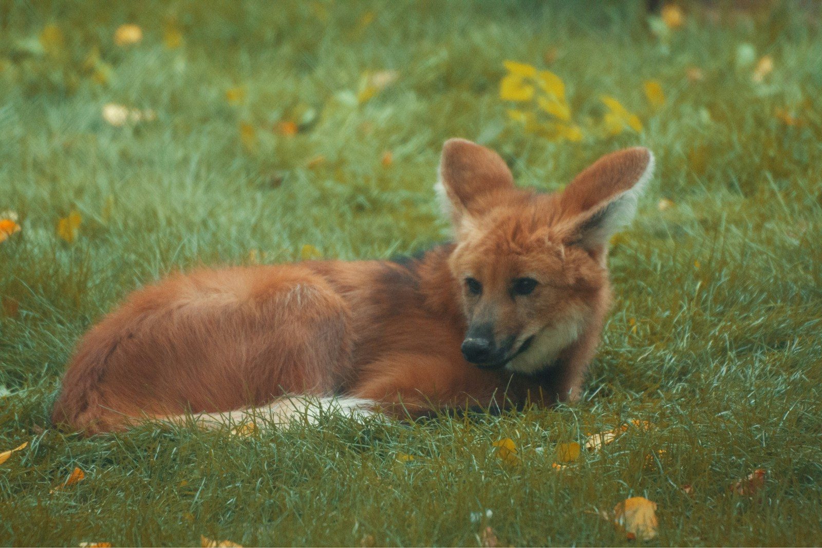 The tall-legged predator that doesn’t hunt like a wolf