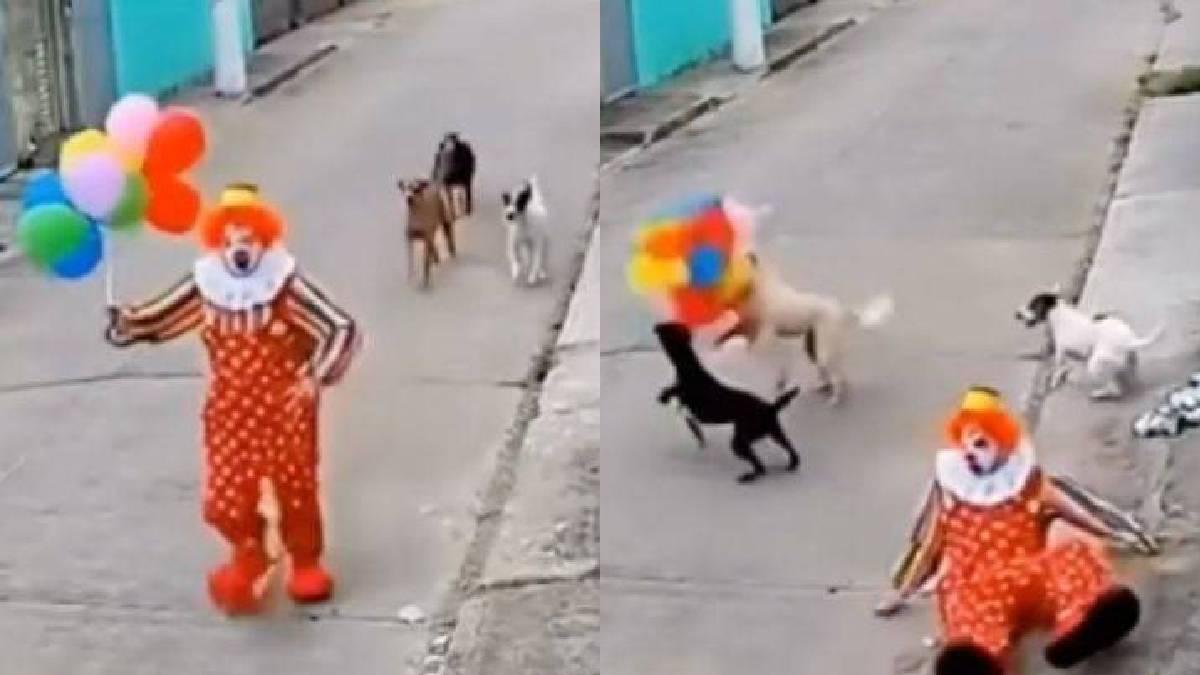 Viralizan video de payaso perseguido por perros que querían robarle sus ...
