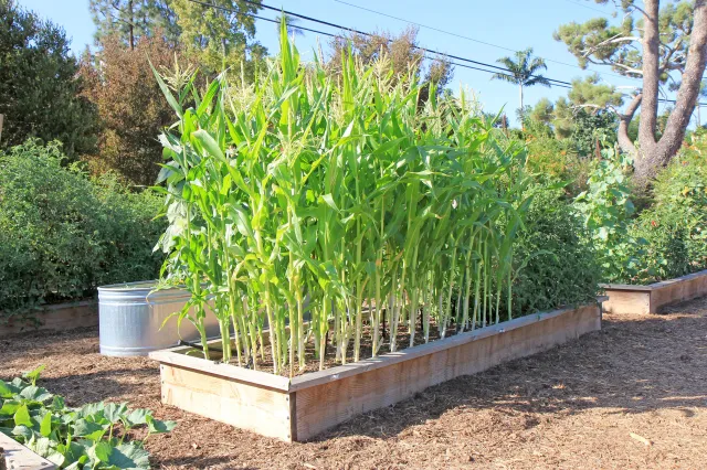 You can grow sweet corn in your backyard—here’s what to know before you ...