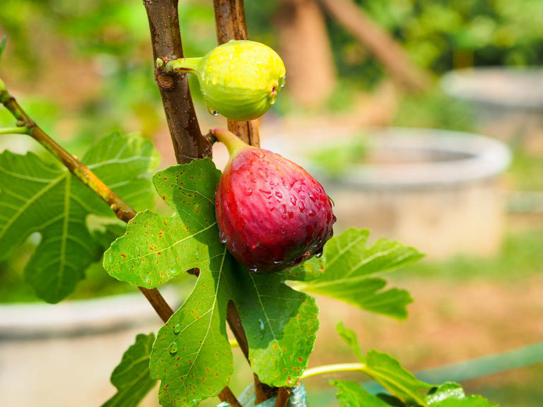 Plant these 6 fast-growing fruits in containers now for a bountiful ...