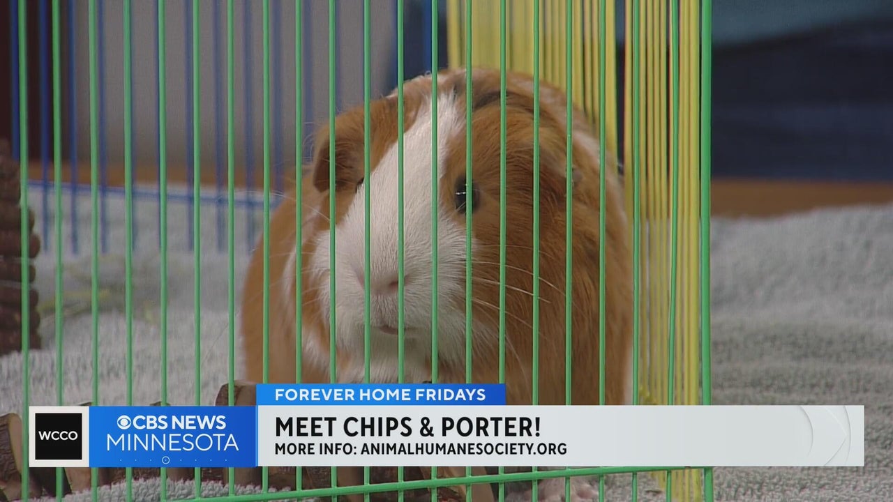 Chips and Porter are two furry friends in need of a forever home, but ...