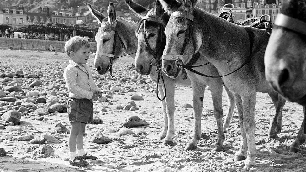 Is the tradition of donkeys at the beach riding off into the sunset?